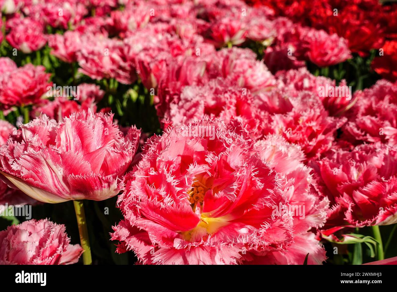 Crispioen Sweet tulipa, rugged tulip variety in the Keukenhof tulip ...