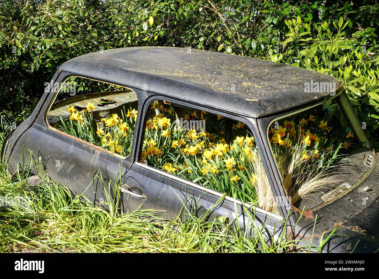 Abandoned vintage car overgrown with yellow daffodils and greenery in a lush environment at the ...