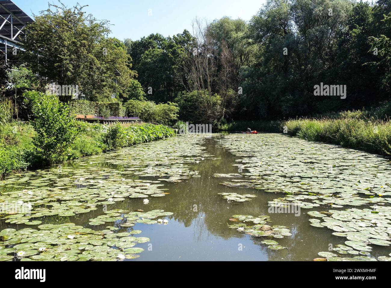 Lily pads dense aquatic vegetation hi-res stock photography and images ...