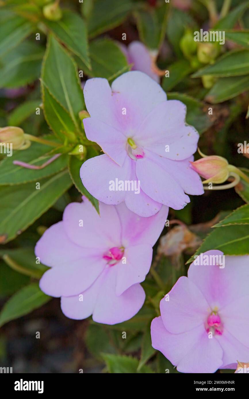 Closeup of impatiens hawkeri, the New Guinea impatiens, is a species of ...