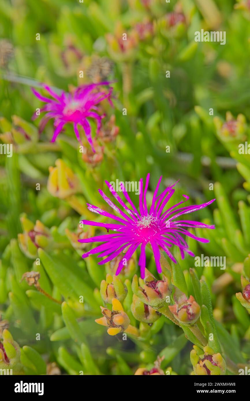 Closeup of delosperma cooperi, the trailing Iceplant, hardy iceplant or ...