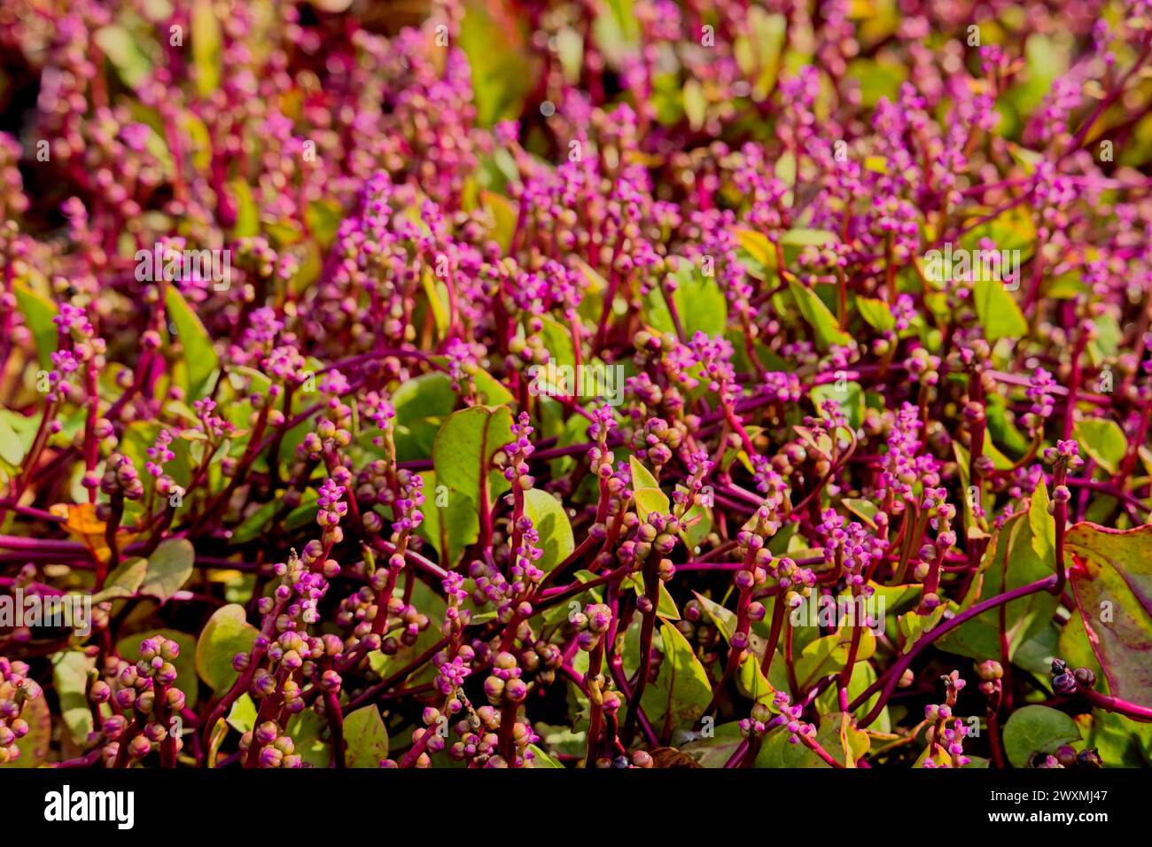 Basealla alba hi-res stock photography and images - Alamy