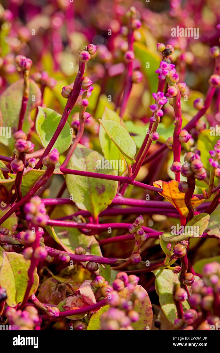 Basealla alba hi-res stock photography and images - Alamy