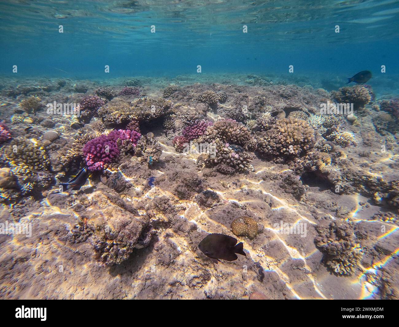 Colorful tropical fish Sohal Surgeon fish (Acanthurus Sohal) tang ...