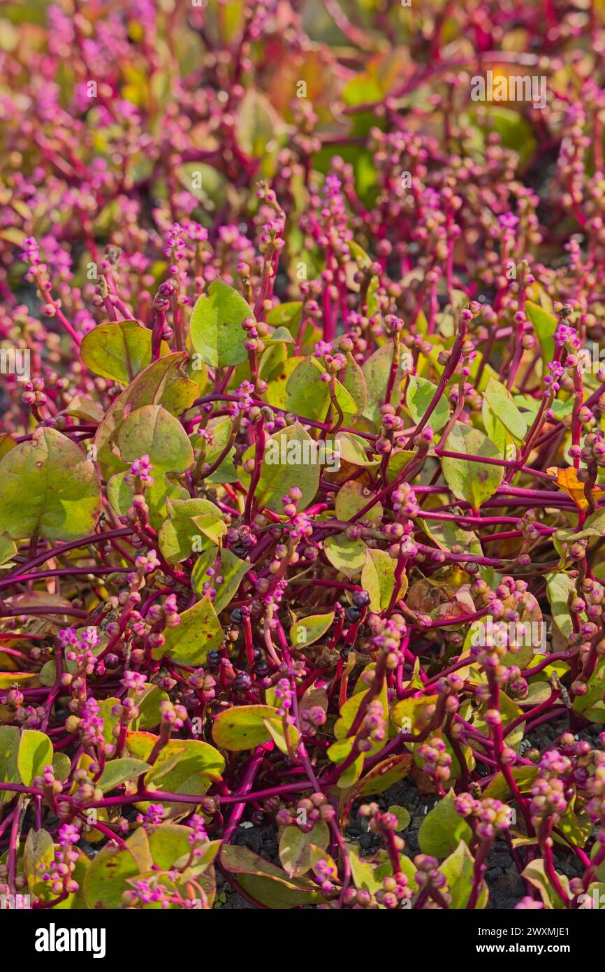 Basealla alba hi-res stock photography and images - Alamy