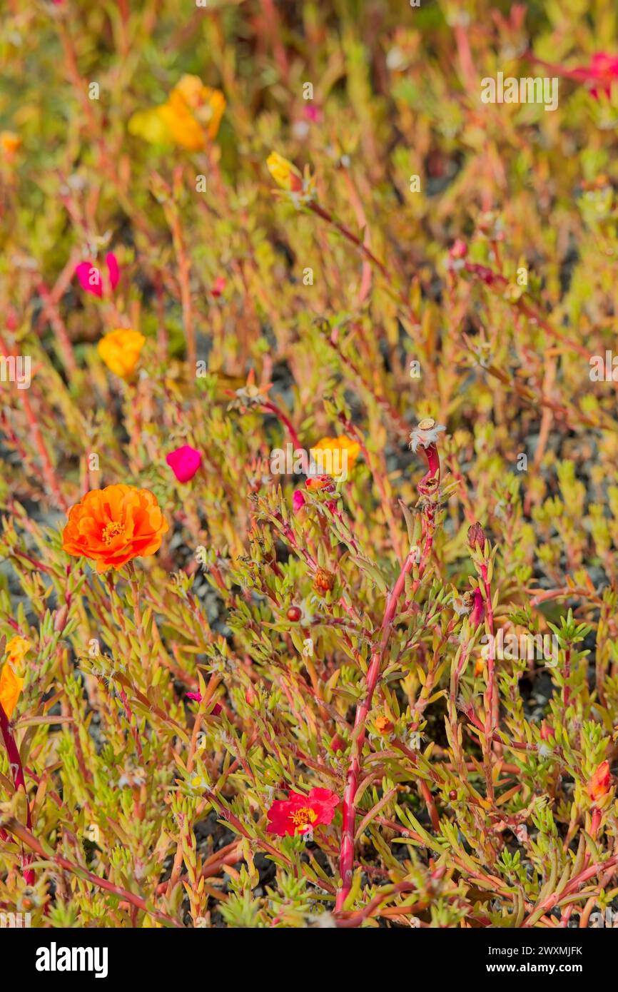 Closeup of portulaca grandiflora is a succulent flowering plant in the ...