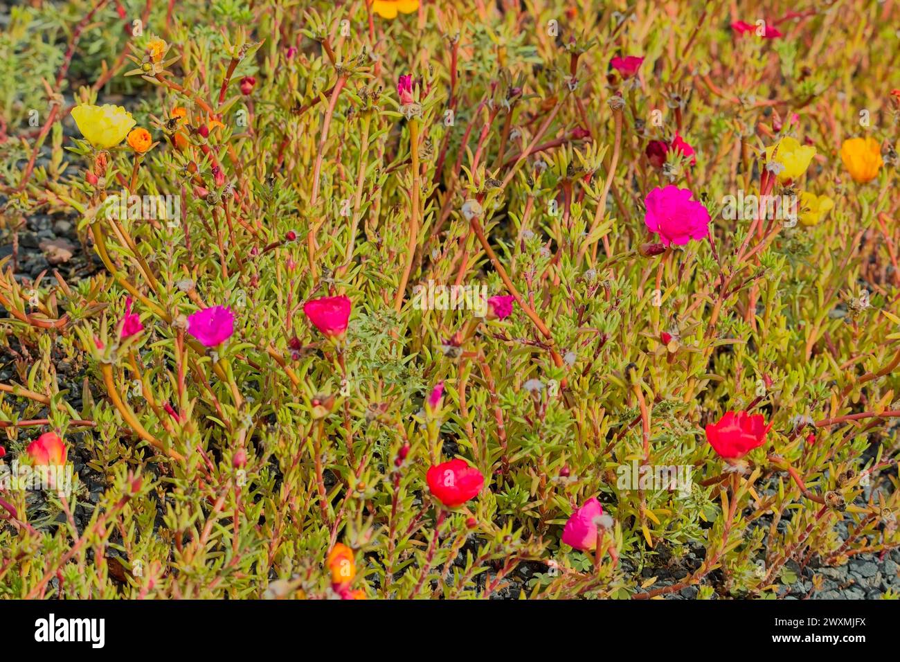 Closeup of portulaca grandiflora is a succulent flowering plant in the ...