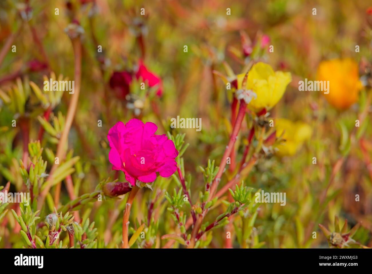 Closeup of portulaca grandiflora is a succulent flowering plant in the ...