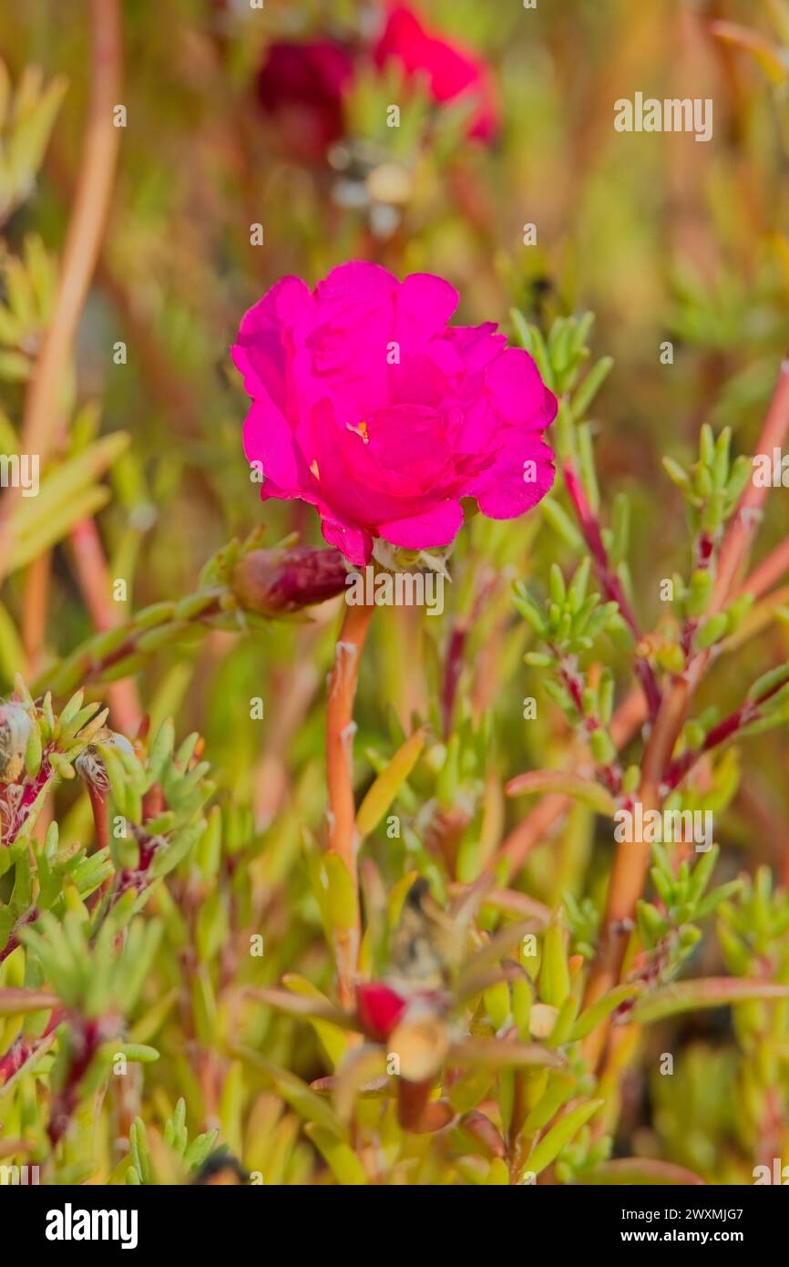 Closeup of portulaca grandiflora is a succulent flowering plant in the ...