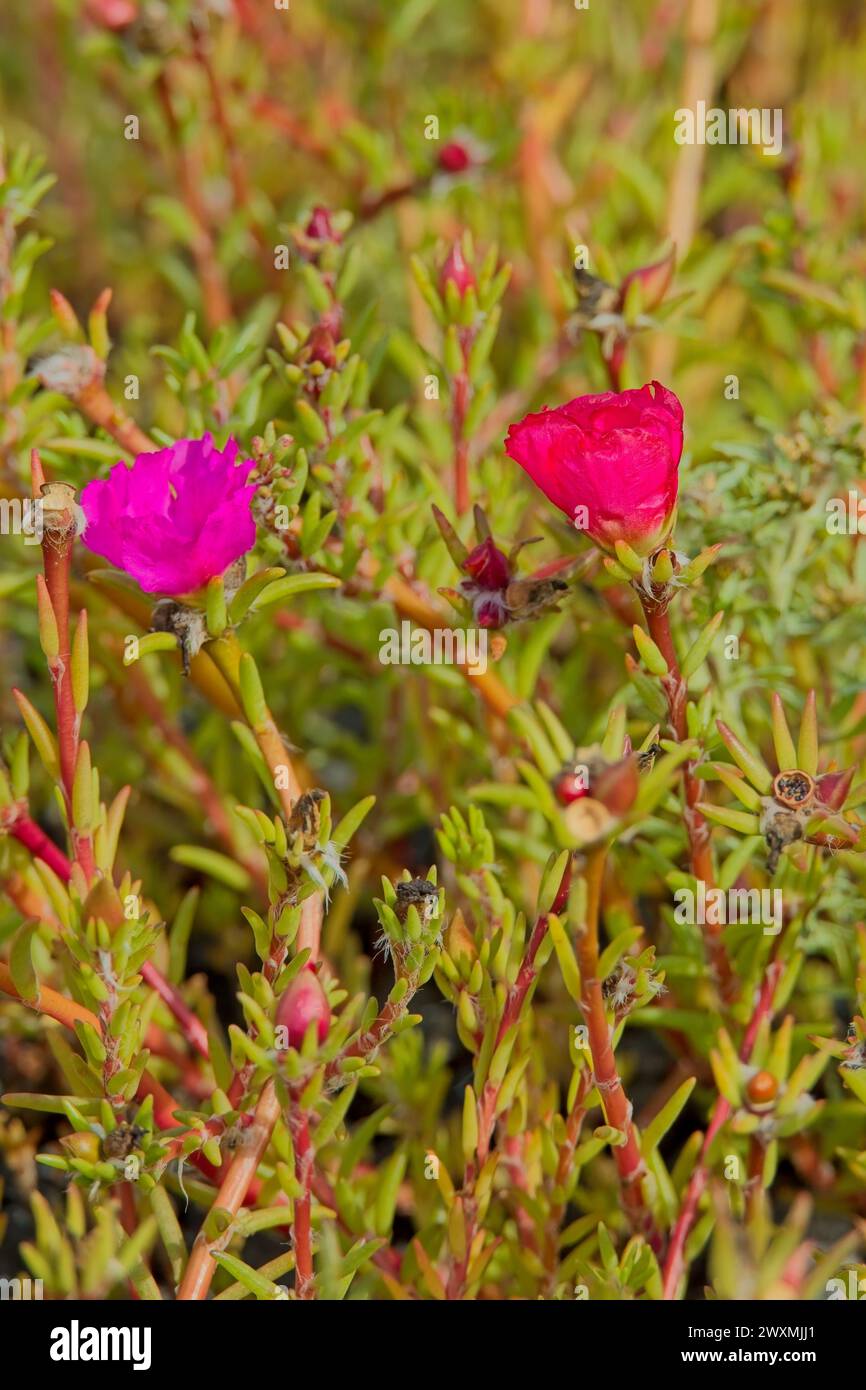 Closeup of portulaca grandiflora is a succulent flowering plant in the ...