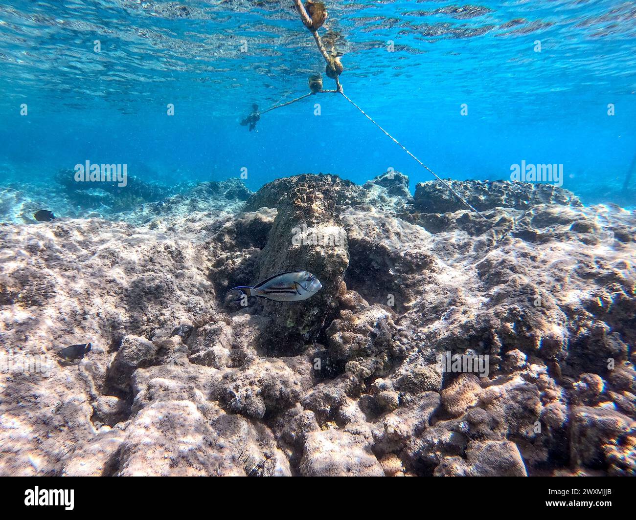 Colorful tropical fish Sohal Surgeon fish (Acanthurus Sohal) tang ...