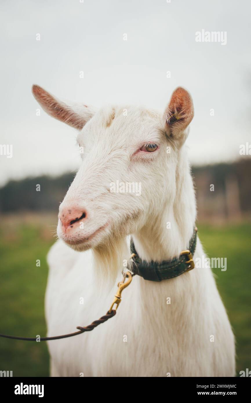 Saanen goat hi-res stock photography and images - Alamy
