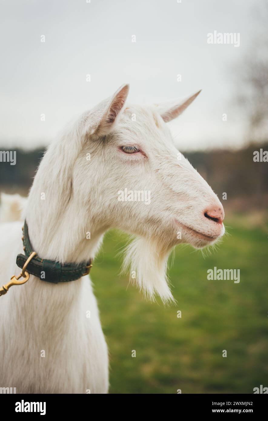 Saanen goat hi-res stock photography and images - Alamy