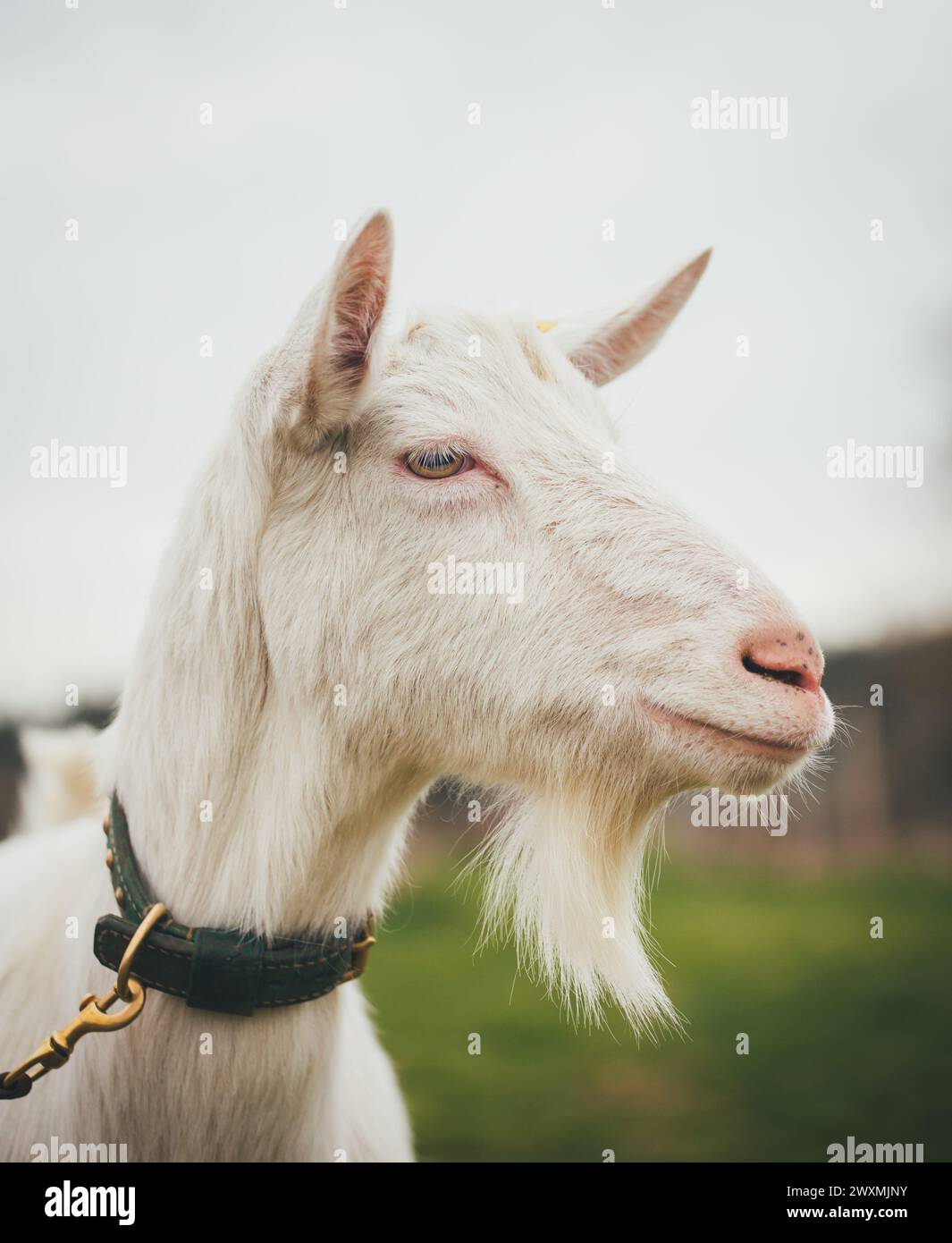 Saanen goat hi-res stock photography and images - Alamy
