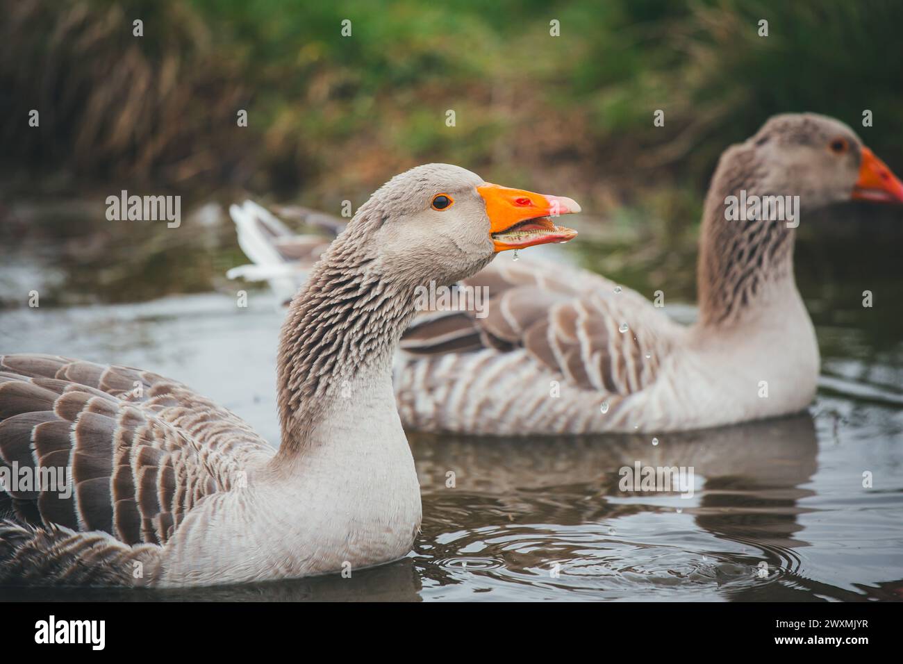 Aboriginal breed hi-res stock photography and images - Alamy