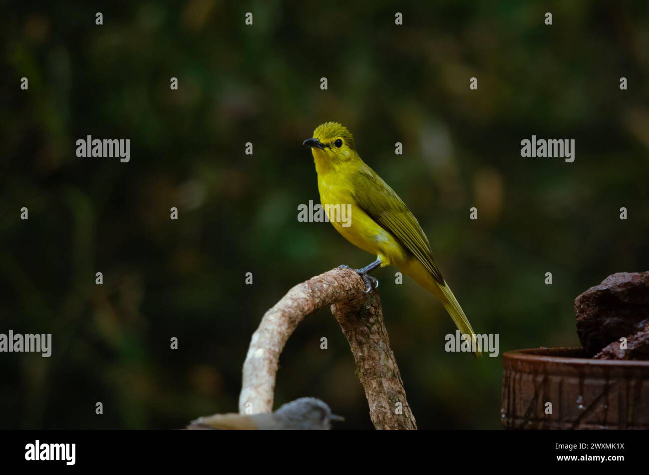 Yellow-browed bulbul (Acritillas indica), or golden-browed bulbul ...