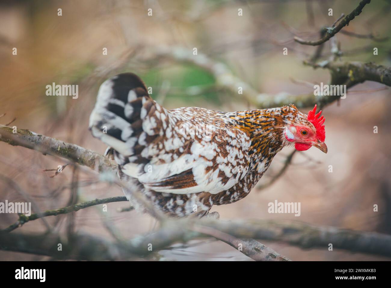 Aboriginal breed hi-res stock photography and images - Alamy