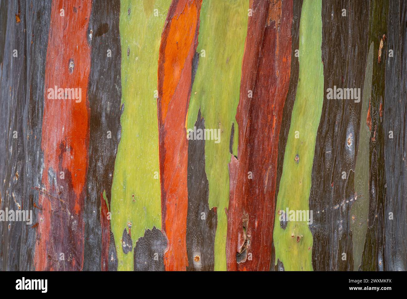 Deglupta hi-res stock photography and images - Alamy