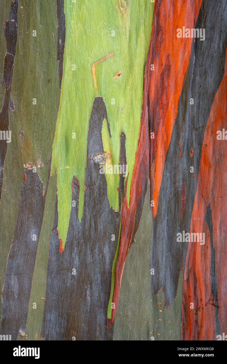 Deglupta hi-res stock photography and images - Alamy