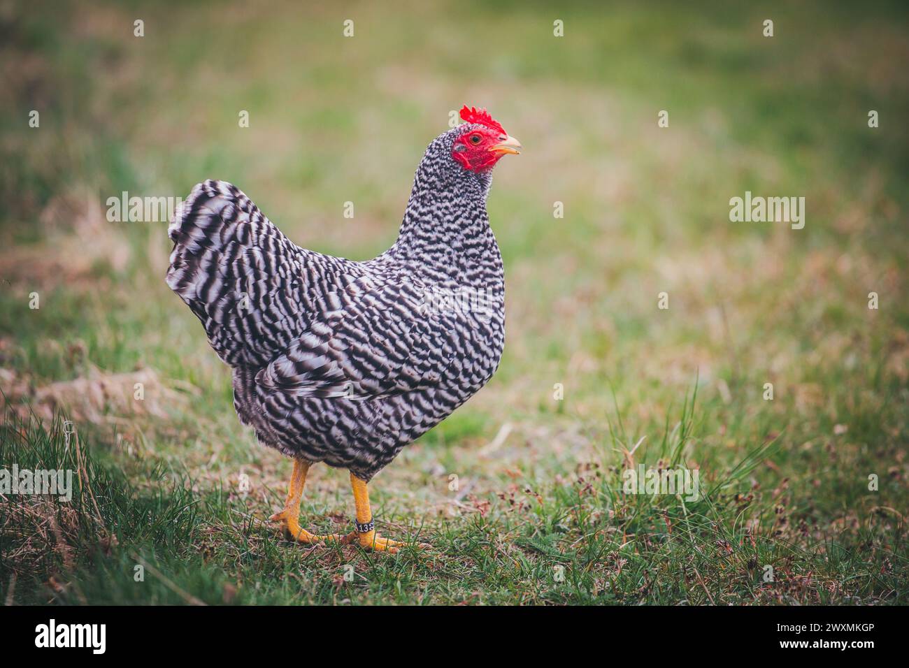 Dwarf Amrock hen (Amrock Bantam hen Stock Photo - Alamy