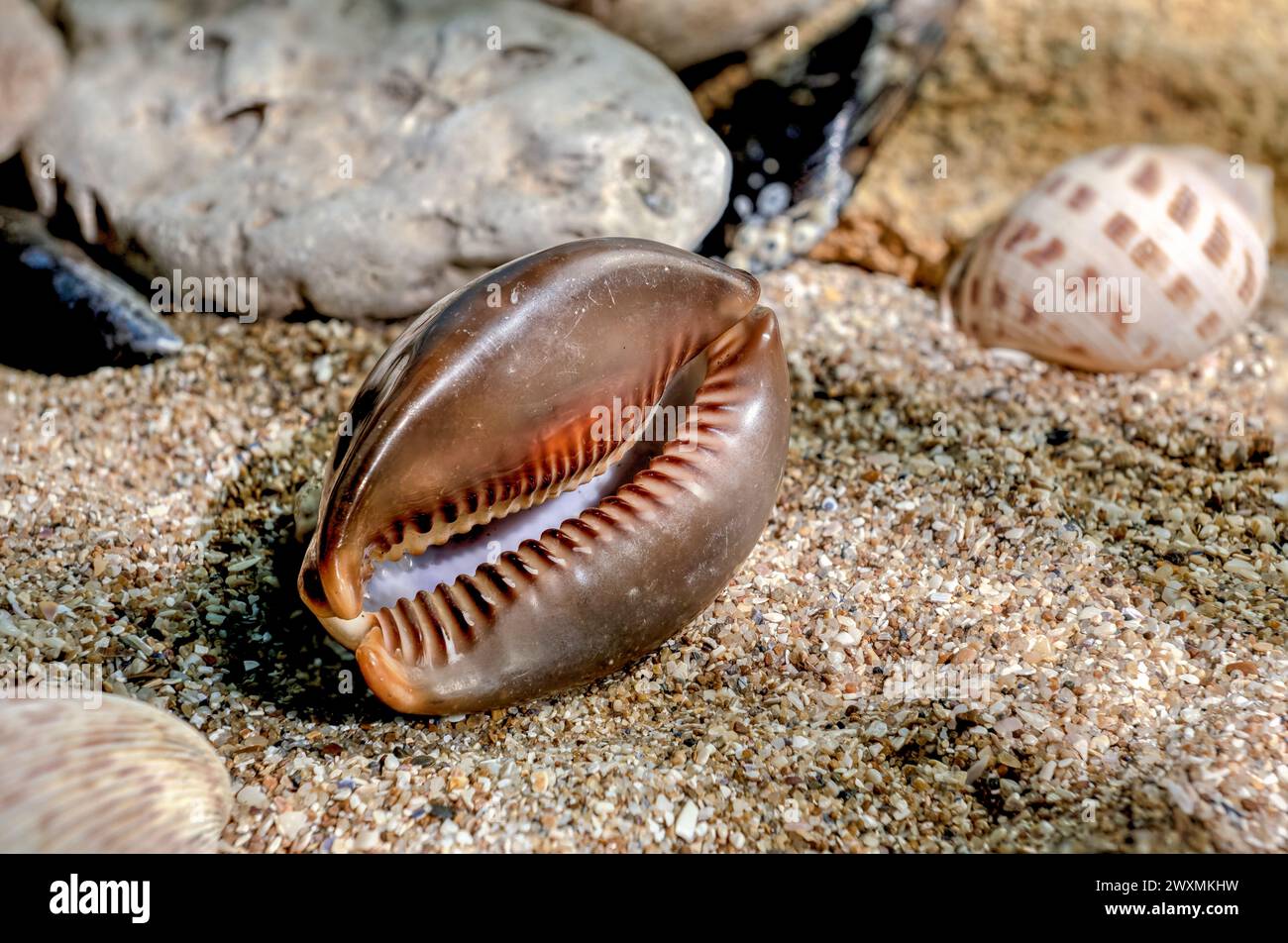 Mauritia Mauritiana or chocolate cowry, humpback cowry, seashell on a ...