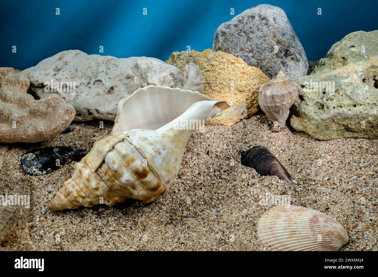 Pleuroploca trapezium sea snail shell Cassis Tuberosa on a sand ...