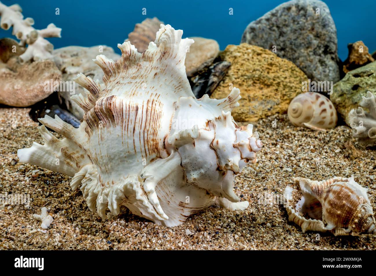 Chicoreus ramosus hi-res stock photography and images - Alamy