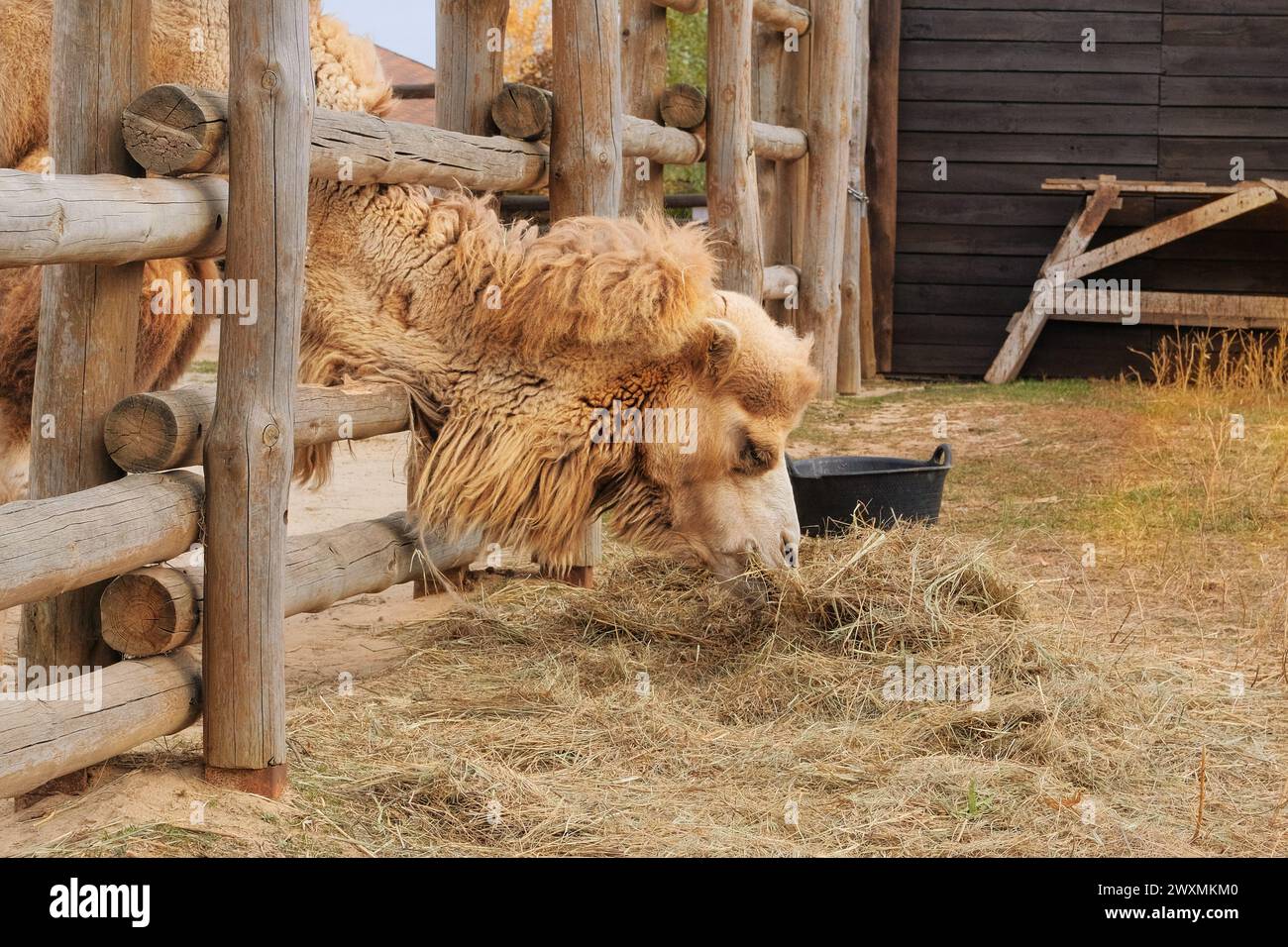 Camel eating hay at zoo. Keeping wild animals in zoological parks ...