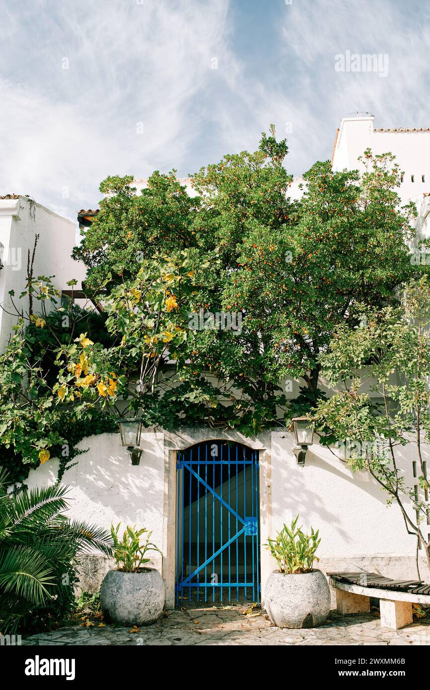 Green trees behind a high white stone fence with a blue forged gate ...