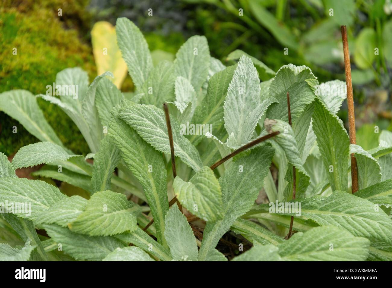 Saint Gallen, Switzerland, November 13, 2023 Primula X Kewensis plant ...