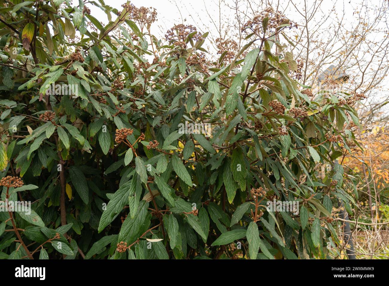Leather viburnum leaf hi-res stock photography and images - Alamy