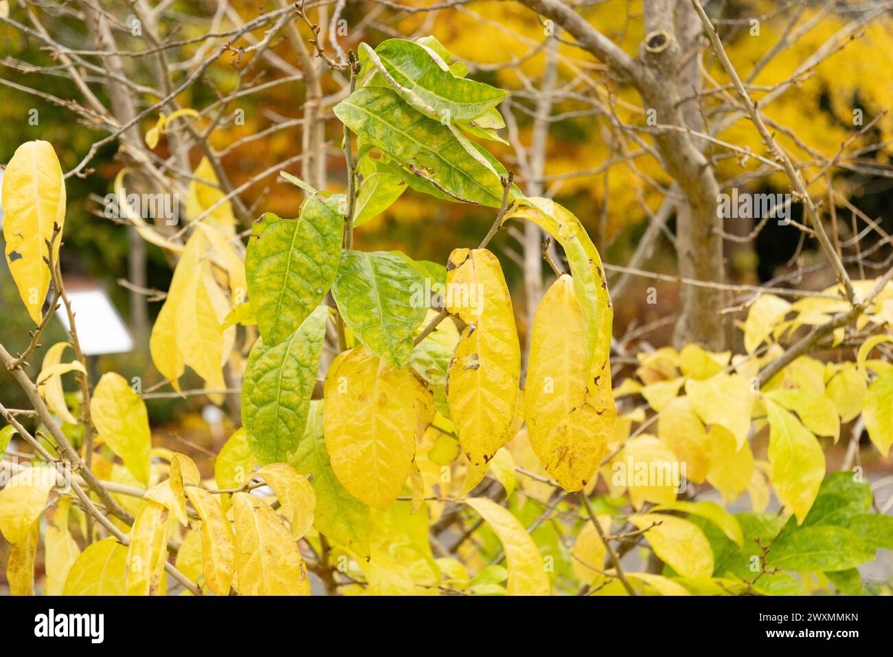 Saint Gallen, Switzerland, November 13, 2023 Orixa Japonica or japanese ...