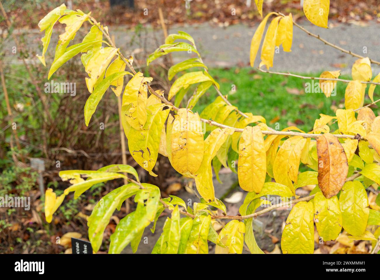 Orixa japonica orixa japonica hi-res stock photography and images - Alamy