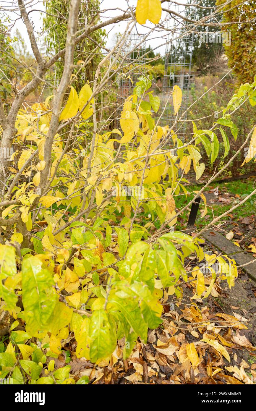 Saint Gallen, Switzerland, November 13, 2023 Orixa Japonica or japanese ...