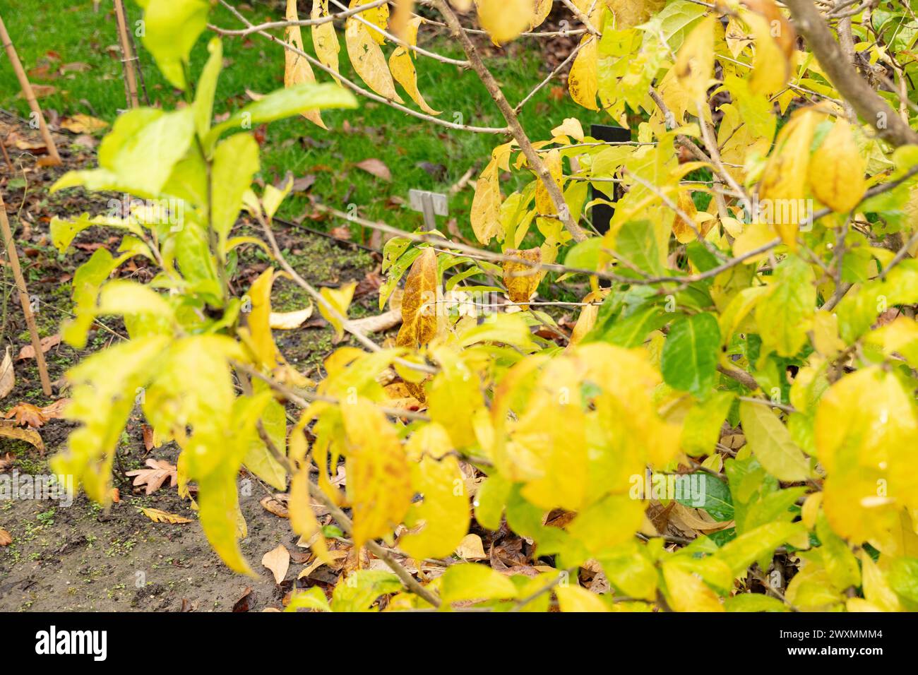 Orixa japonica orixa japonica hi-res stock photography and images - Alamy