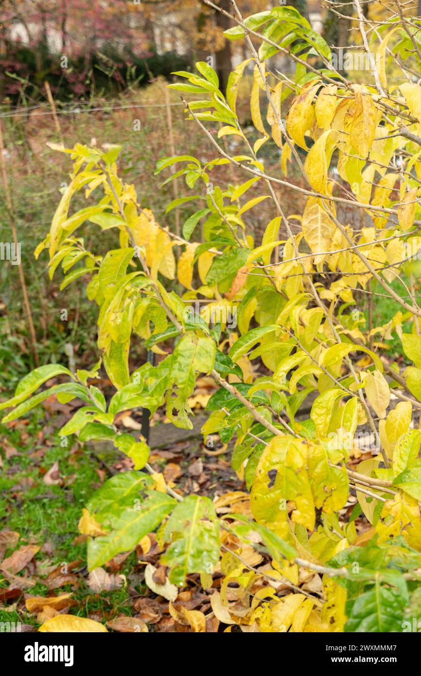 Orixa japonica orixa japonica hi-res stock photography and images - Alamy