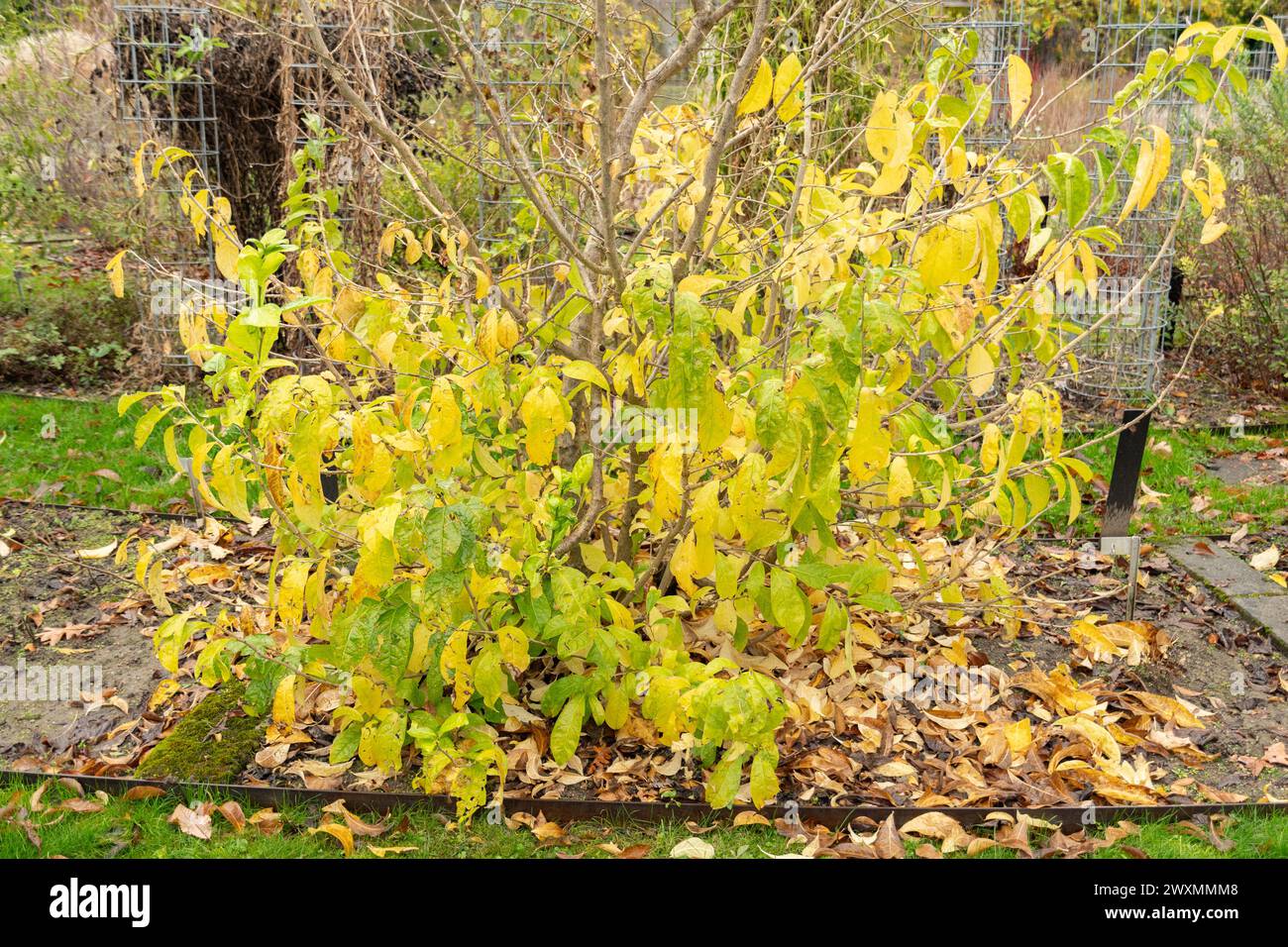 Saint Gallen, Switzerland, November 13, 2023 Orixa Japonica or japanese ...