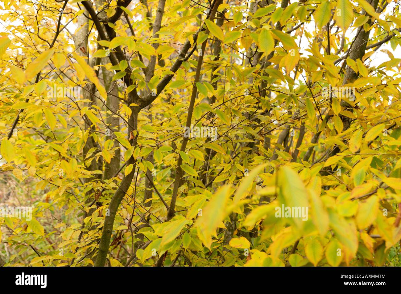 Saint Gallen, Switzerland, November 13, 2023 Acer Carpinifolium or ...