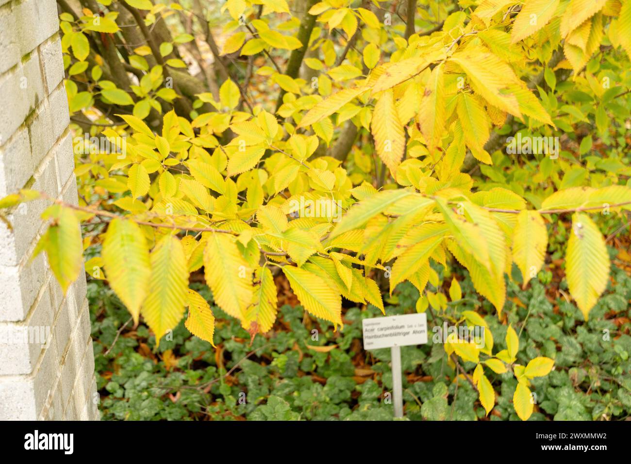Saint Gallen, Switzerland, November 13, 2023 Acer Carpinifolium or ...