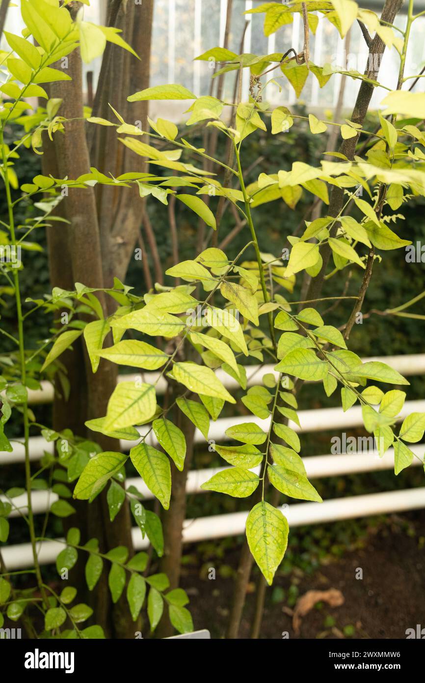Saint Gallen, Switzerland, November 13, 2023 Murraya Koenigii or curry ...