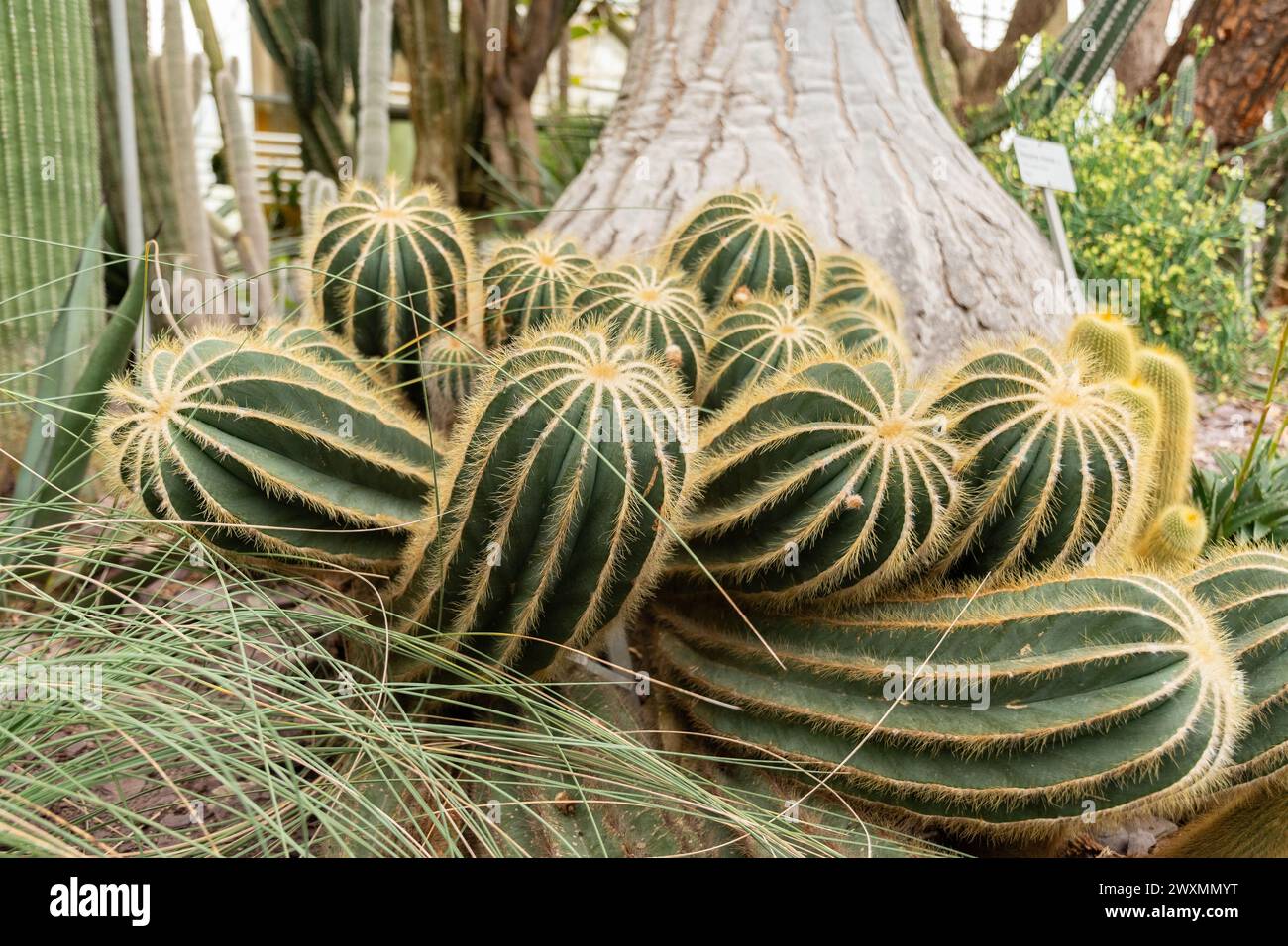 Saint Gallen, Switzerland, November 13, 2023 Notocactus Magnifica or ...