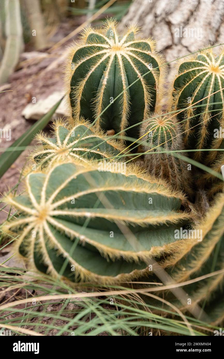 Saint Gallen, Switzerland, November 13, 2023 Notocactus Magnifica or ...