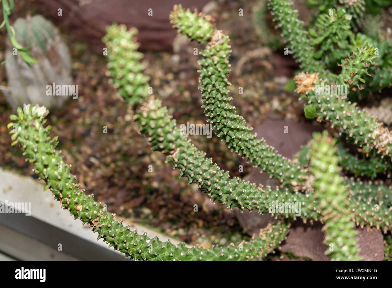 Monadenium hi-res stock photography and images - Alamy
