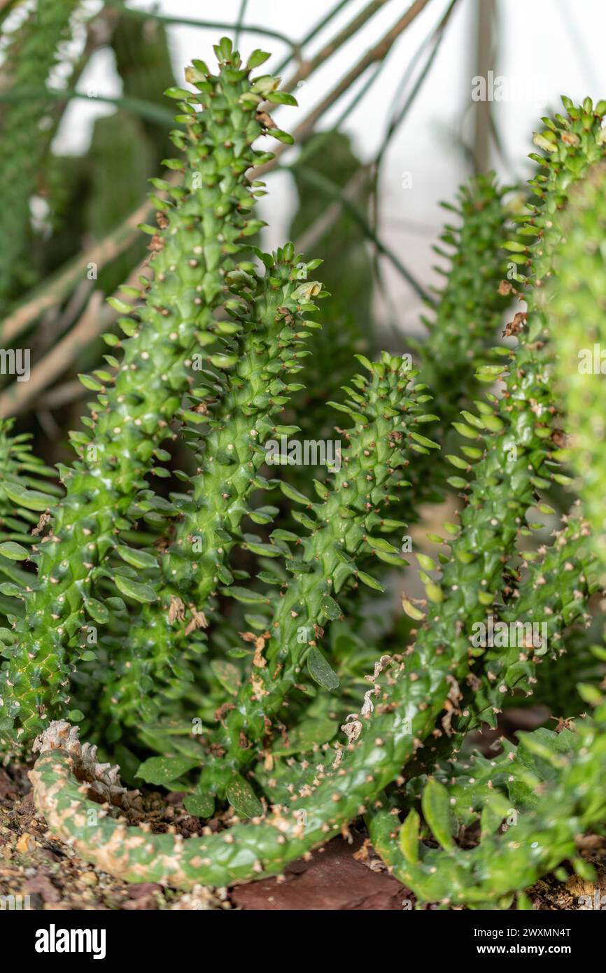 Monadenium hi-res stock photography and images - Alamy