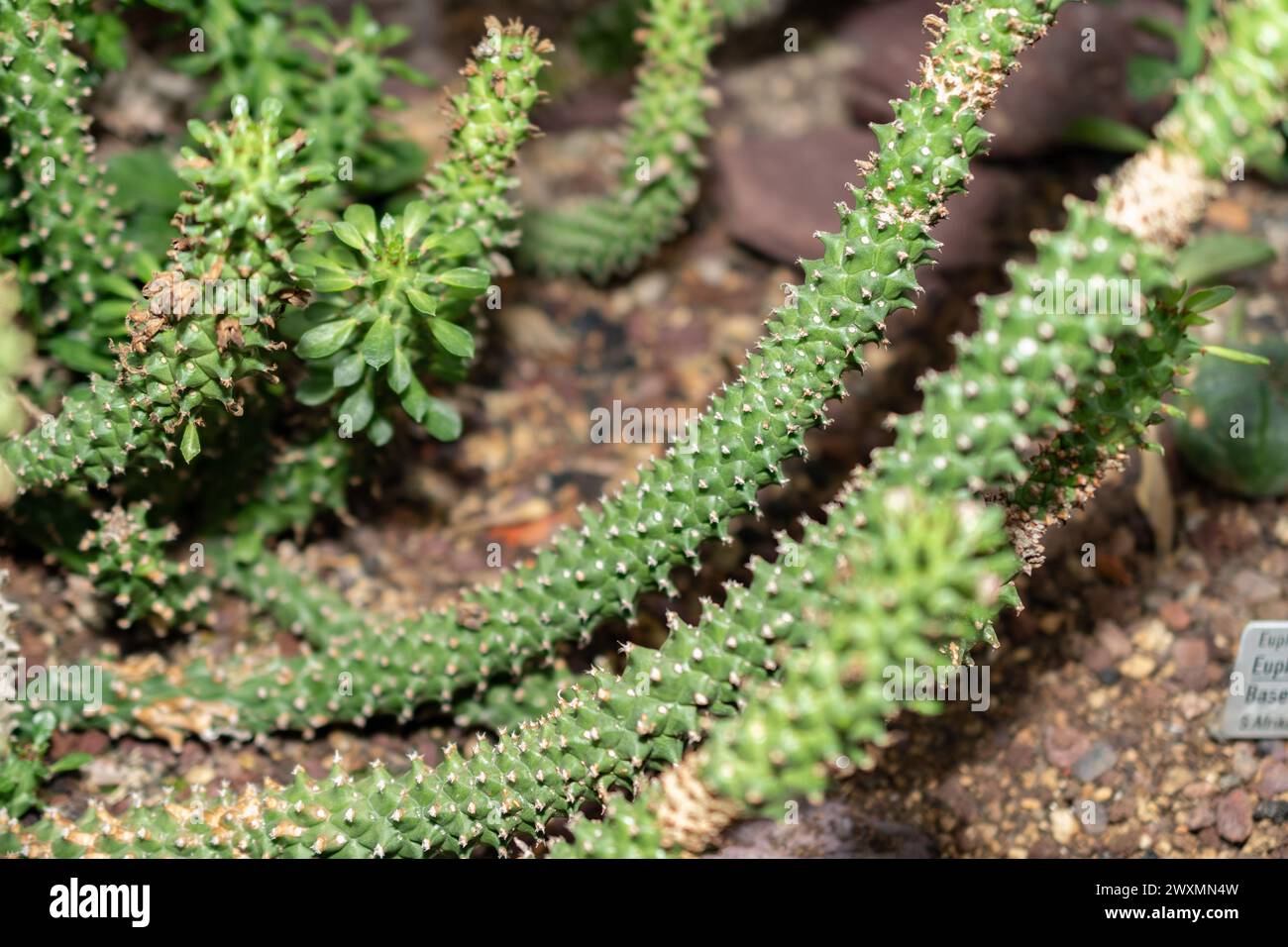 Monadenium hi-res stock photography and images - Alamy