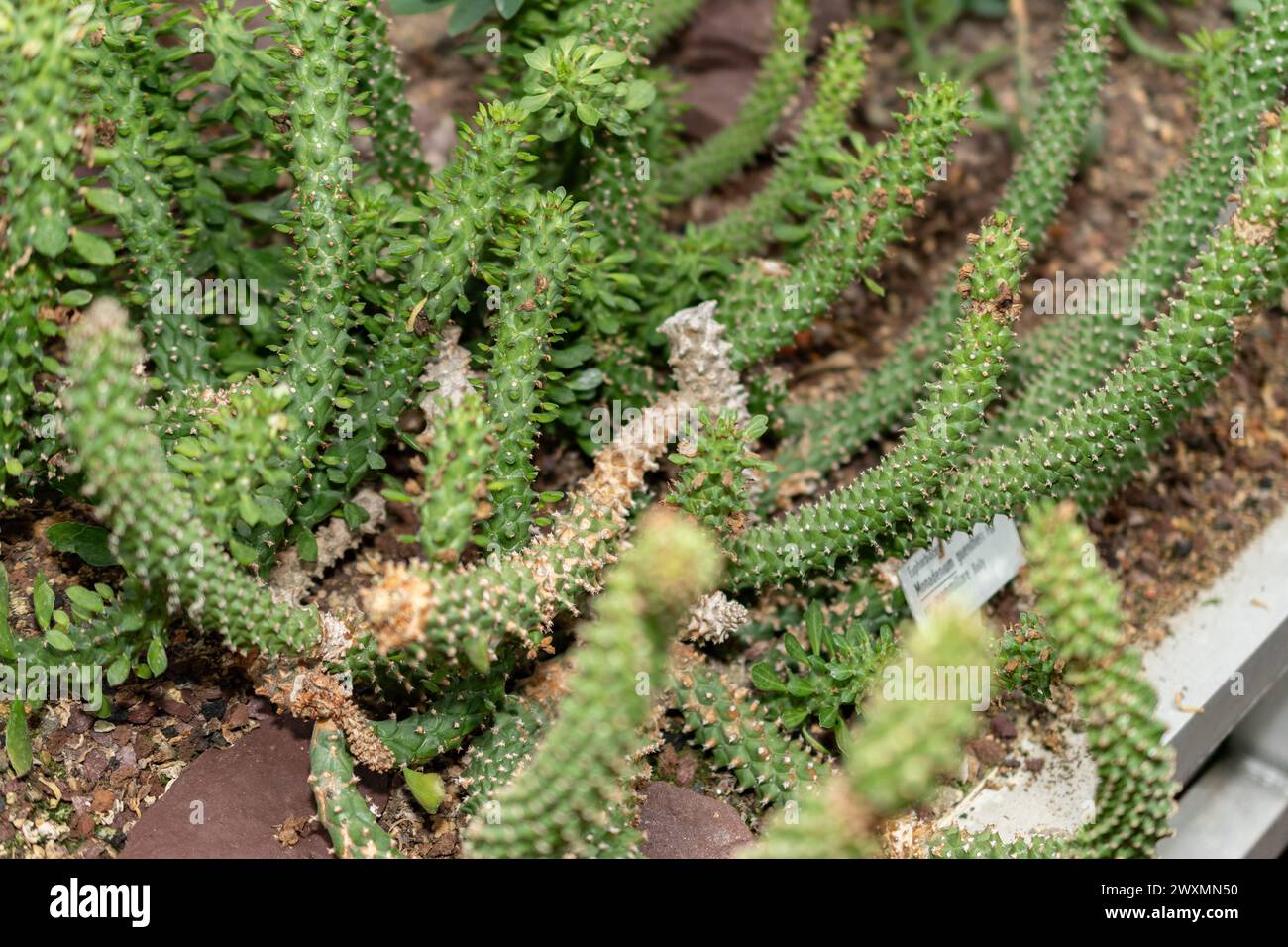 Monadenium hi-res stock photography and images - Alamy