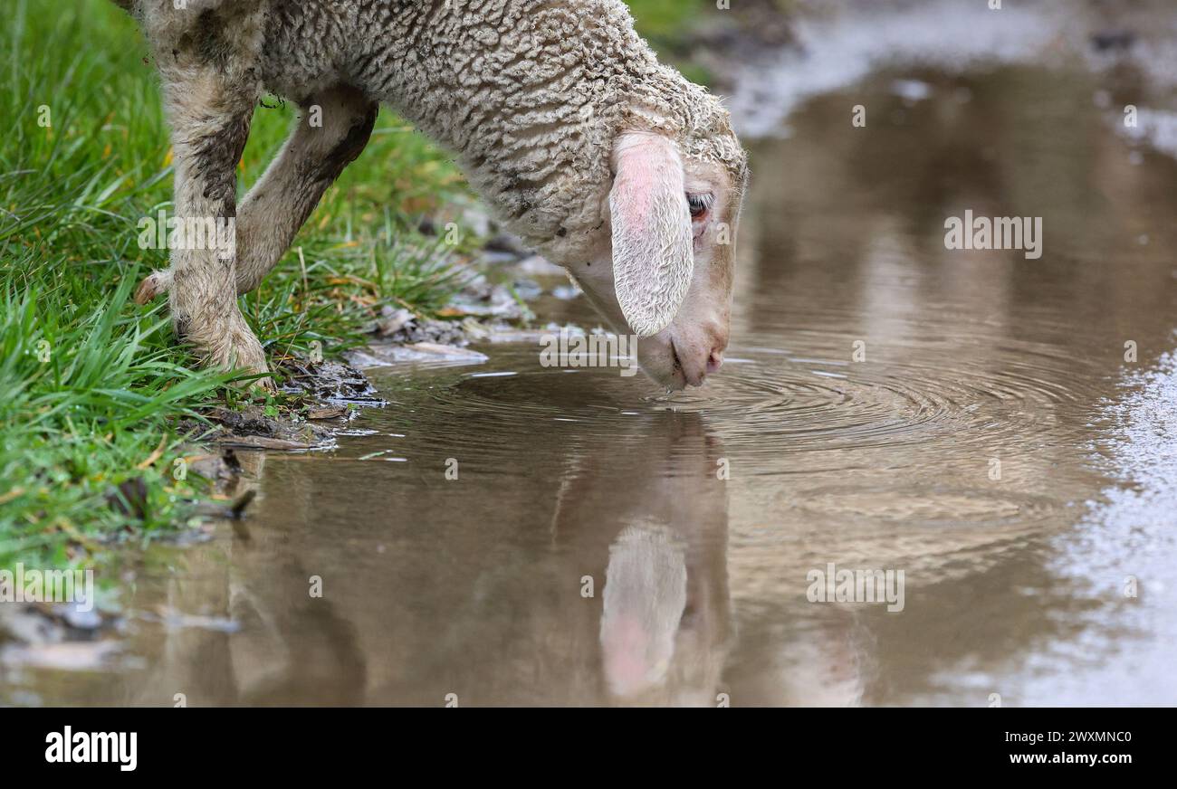 Riedlingen, Germany. 01st Apr, 2024. A sheep is reflected in a puddle ...