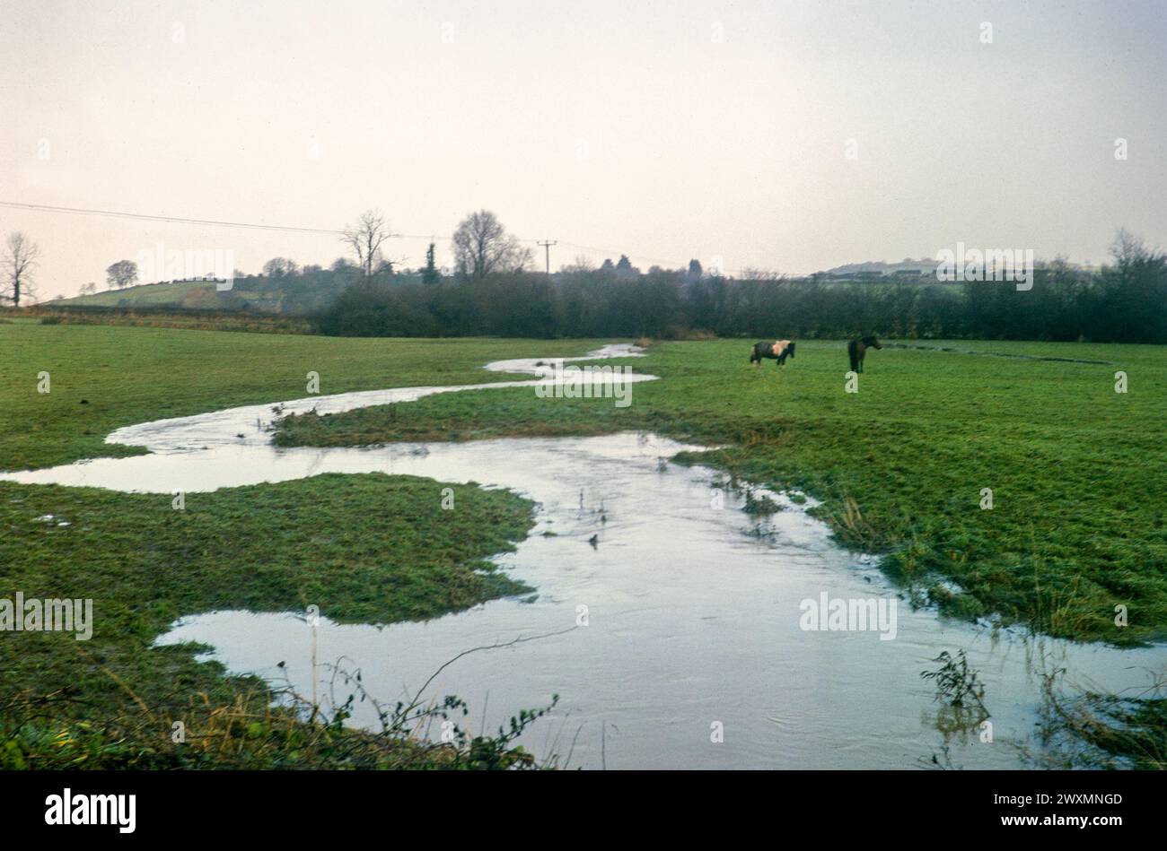 Bankfull conditions River Wriggle, Chetnole. Dorset, England, UK 1978 ...