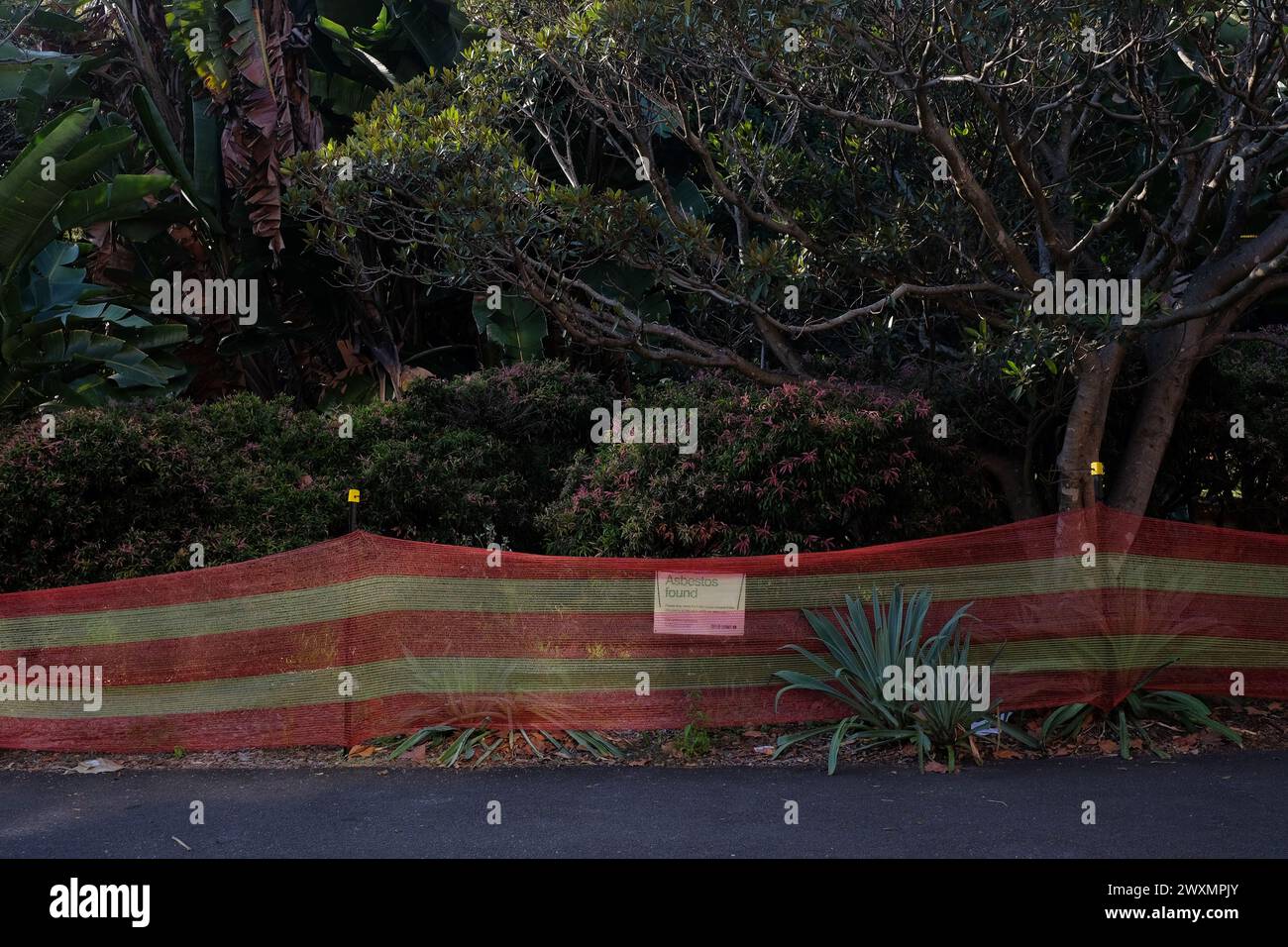 Against established trees and shrubs, Sydney asbestos crisis hazard ...
