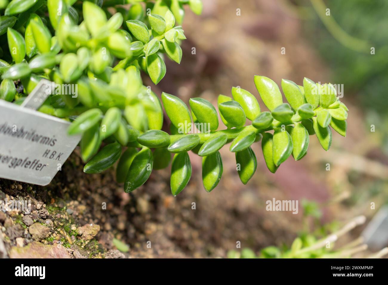 Saint Gallen, Switzerland, November 14, 2023 Peperomia Dolabriformis or ...